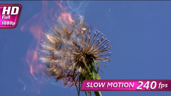 Dandelion Burns During a Fire, Stock Footage | VideoHive