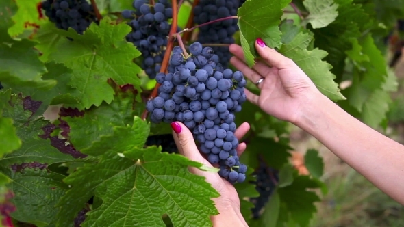 Reaping Crop, Stock Footage | VideoHive