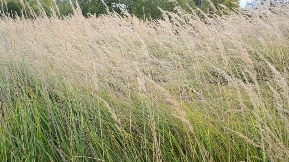 Autumn Grass Swaying In Wind, Stock Footage | VideoHive