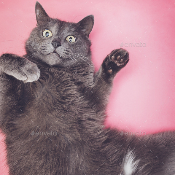 Grey Funny Cat Posing Stock Photo by garloon | PhotoDune