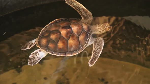 Baby Turtles Swimming In Pool At Kosgoda Lagoon Turtle Hatchery 13 ...