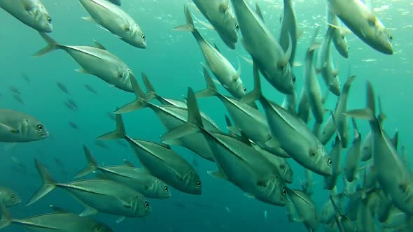 Shoal Of Jack Fish In Tulemben In Bali, Indonesia 13, Stock Footage