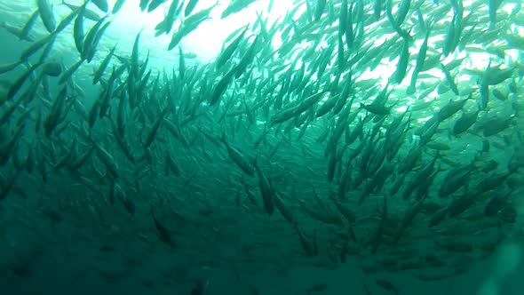 Shoal Of Jack Fish In Tulemben In Bali, Indonesia 4, Stock Footage