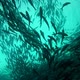 Shoal Of Jack Fish In Tulemben In Bali, Indonesia 6, Stock Footage
