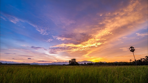 Colorful Day to Night Over Rice Field, Stock Footage | VideoHive