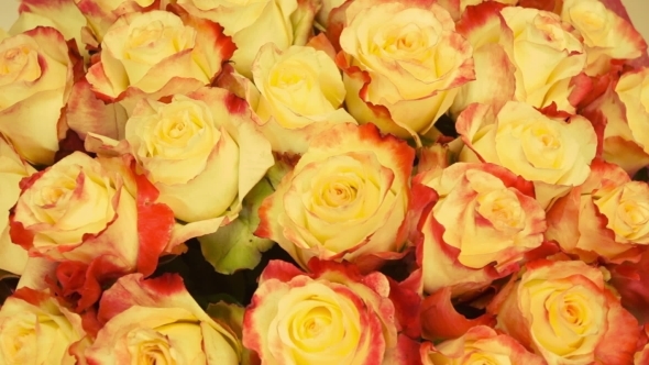 Close Up Of Tan Roses, Stock Footage | VideoHive