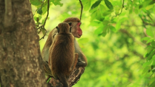 Monkey With Cub, Stock Footage | VideoHive