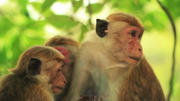 Monkey With Cub, Stock Footage | VideoHive