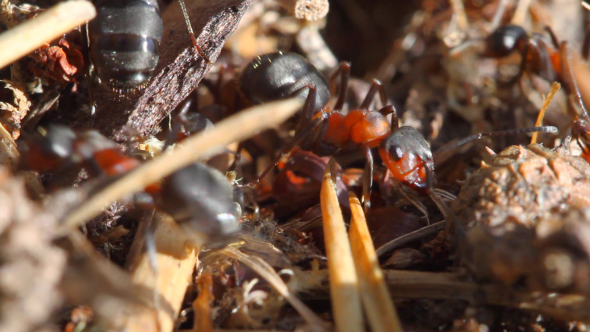 Ants Building Anthill, Stock Footage | VideoHive