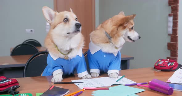 Mischievous Welsh Corgi Pembroke or Cardigan Dogs in School Uniform are ...