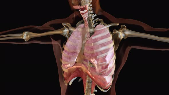Human Respiratory System Lungs Anatomy Animation Concept. visible lung ...