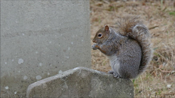 A Tiny Squirrel Munching a Peanut , Stock Footage | VideoHive