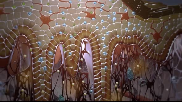 3D Microbiology Animation of Immunology of the skin, Motion Graphics