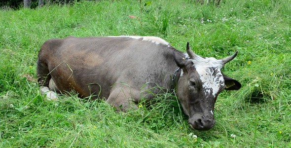 Cow 12, Stock Footage | VideoHive