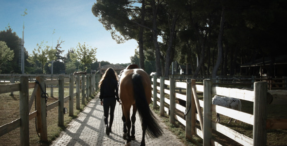 Walking Horse Down Pathway, Stock Footage | VideoHive