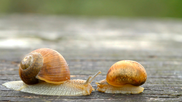 Two Snails, Stock Footage | VideoHive