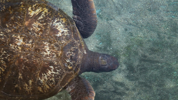 Overhead View Of Sea Turtle, Stock Footage | VideoHive