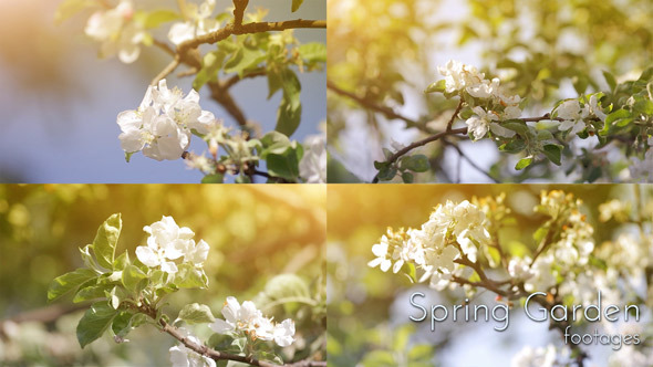 Blooming Spring Garden, Stock Footage | VideoHive