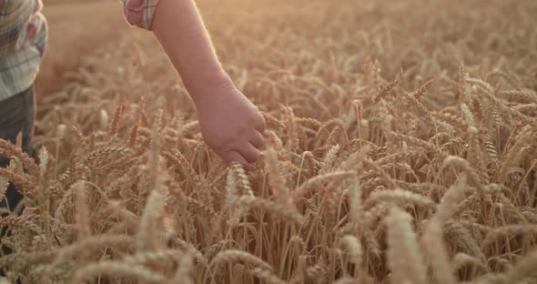 Farmer Snatches a Spit of Ripe Wheat and Checks Grains Among the Field ...