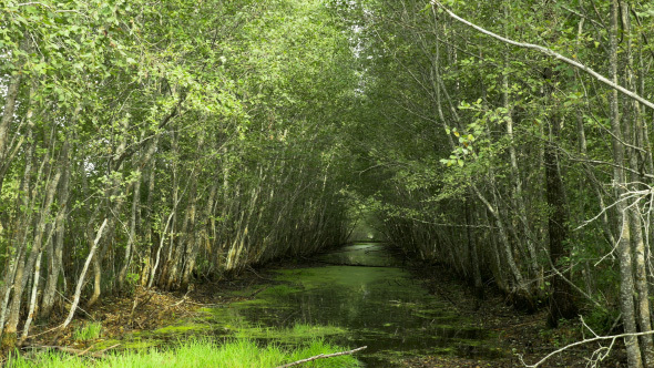 Swamp River in the National Reserve, Stock Footage | VideoHive