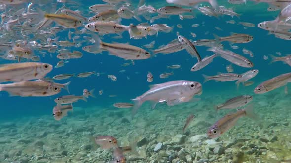 Swarm of small fish swimming in shallow water in all directions in ...