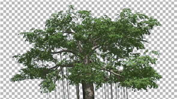 Kapok Swaying Tree Tree is Swaying at the Wind, Motion Graphics | VideoHive