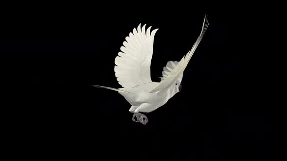 White Doves - Flock of 5 - Flying Transition by VideoMagusFX | VideoHive