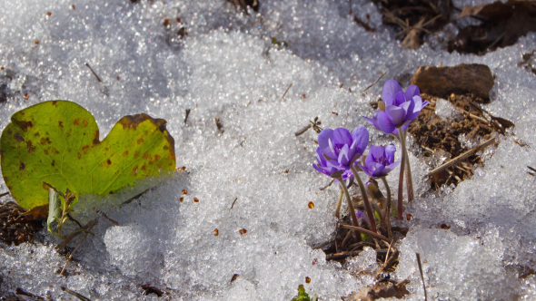 Melting Snow And Spring Flowers, Stock Footage | VideoHive