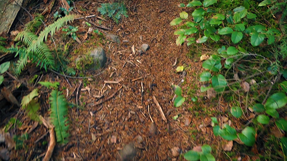 Gliding Over Forest Path, Stock Footage | VideoHive