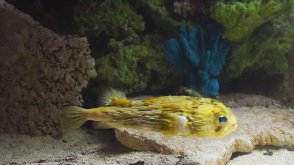 Fish, Stock Footage | VideoHive