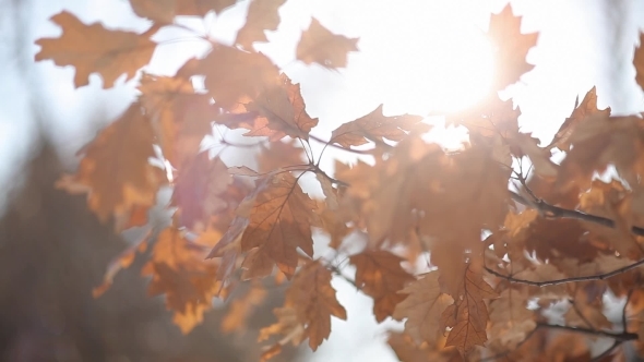 Oak Leaves And Yellow Rays Of The Winter Sun, Stock Footage | VideoHive