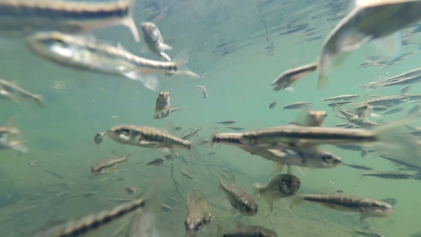 Flock Of Small Fish Underwater, Stock Footage | VideoHive