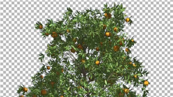 Orange Tree Fruits Cut of Chroma Key Tree on Alfa, Motion Graphics