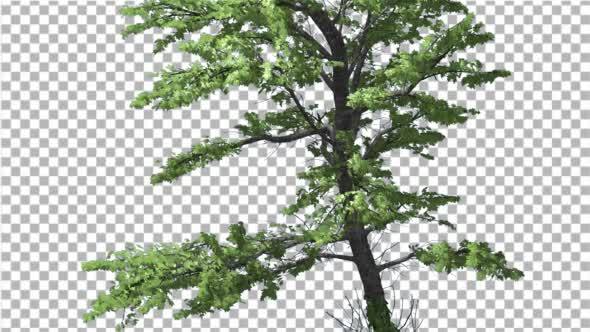 Plitvice Maple Tree Cut of Chroma Key Tree on, Motion Graphics | VideoHive
