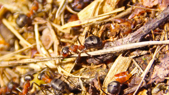 Ants Building Anthill Together, Stock Footage | VideoHive