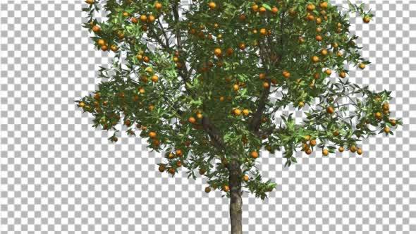 Orange Thin Tree With Fruits Cut of Chroma Key, Motion Graphics | VideoHive