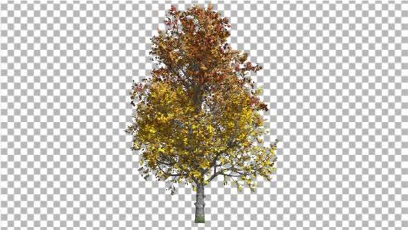 Mountain Maple Tree Swaying In the Wind, Motion Graphics | VideoHive