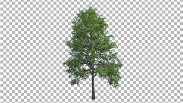 Black Gum Swaying Tree Branches Green Swaying, Motion Graphics | VideoHive
