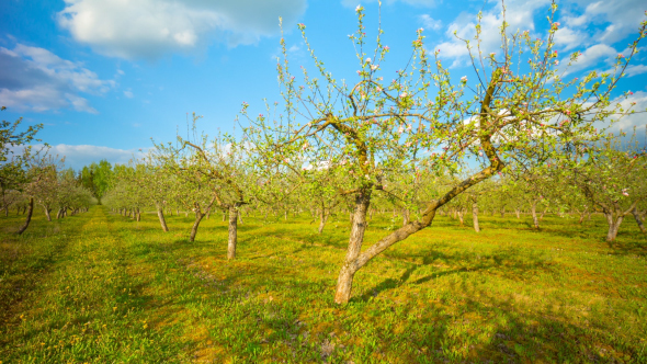 Spring Apple Garden With Flowers, Stock Footage | VideoHive