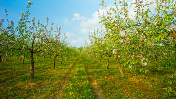 Spring Apple Garden , Stock Footage | VideoHive