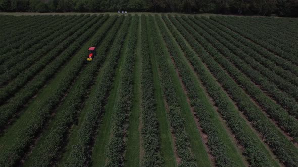 Aerial view of tractor mowing and spraying blueberry field, Stock Footage
