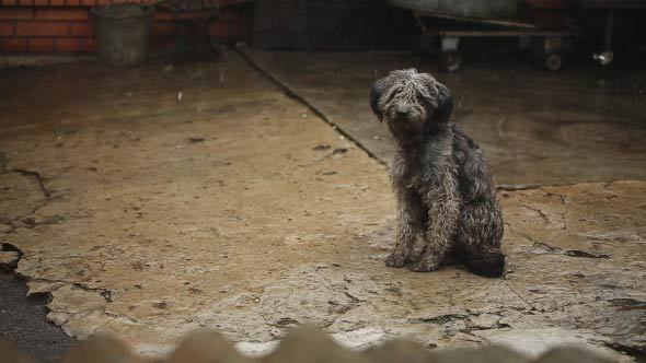 Sad Wet Dog Under Rain, Stock Footage | VideoHive