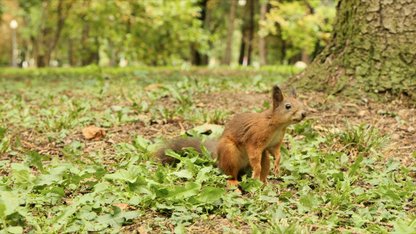 Fast Squirrel Finds the Nut, Stock Footage | VideoHive