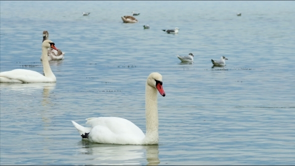 Swans Swimming On Water, Stock Footage | VideoHive