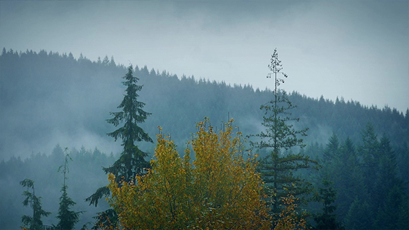 Forest Trees In Passing Mist And Rain, Stock Footage | VideoHive