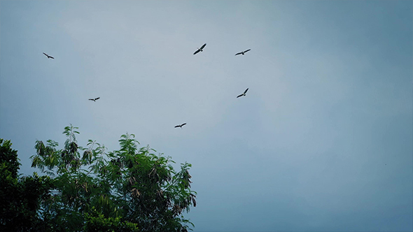Birds Circling Above Trees In Stormy Jungle, Stock Footage | VideoHive