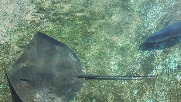 Overhead View of Eagle Ray, Stock Footage | VideoHive