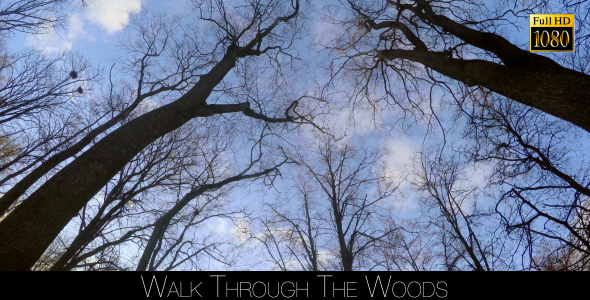 Walk Through The Woods 32, Stock Footage | VideoHive