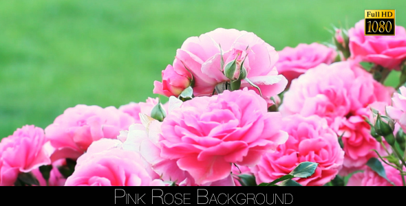 Rose Background, Stock Footage | VideoHive