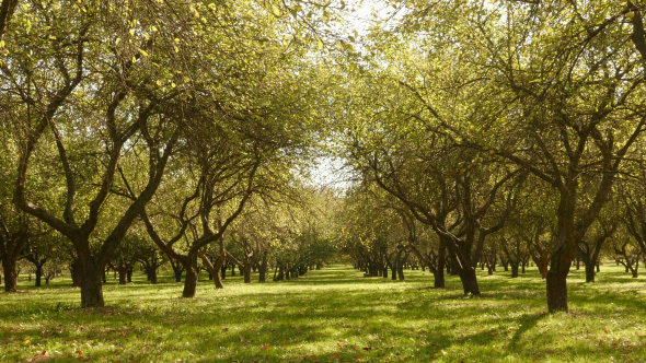 Green Apple Alley, Stock Footage | VideoHive